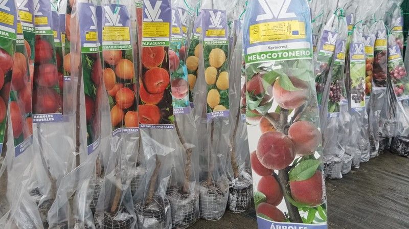 Melocotonero Sprincrest en cepellón — Plantamus Vivero online