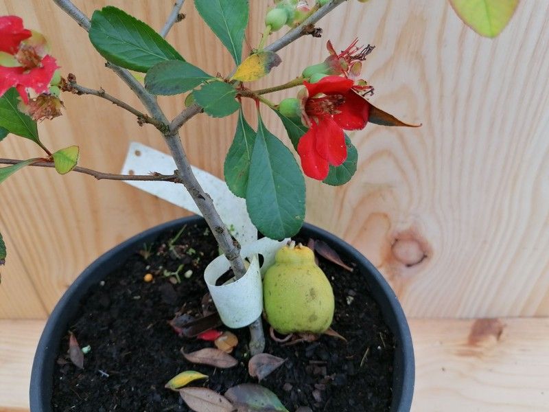 Membrillero japonés rojo, Chaenomeles superba 'Red Trail' — Plantamus ...