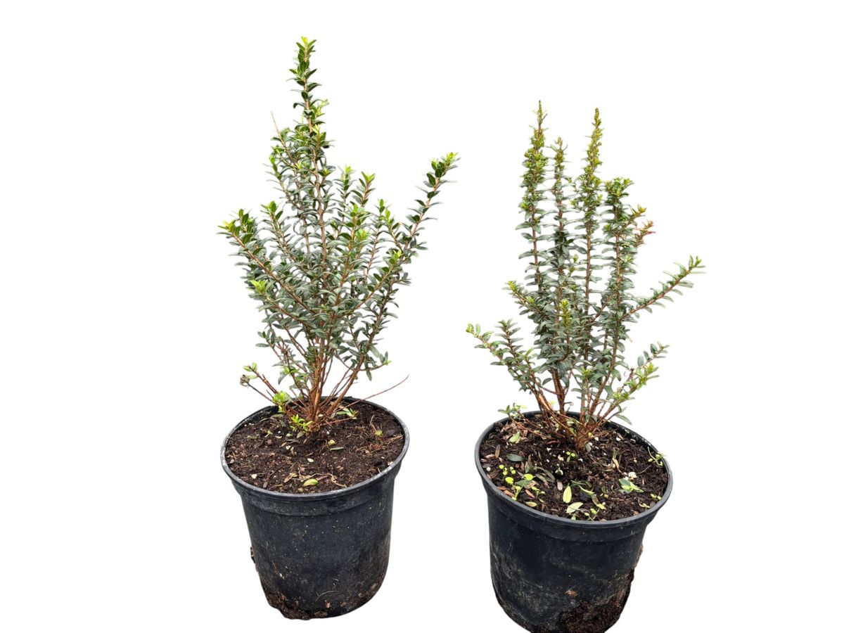 Seto De Myrtus Communis