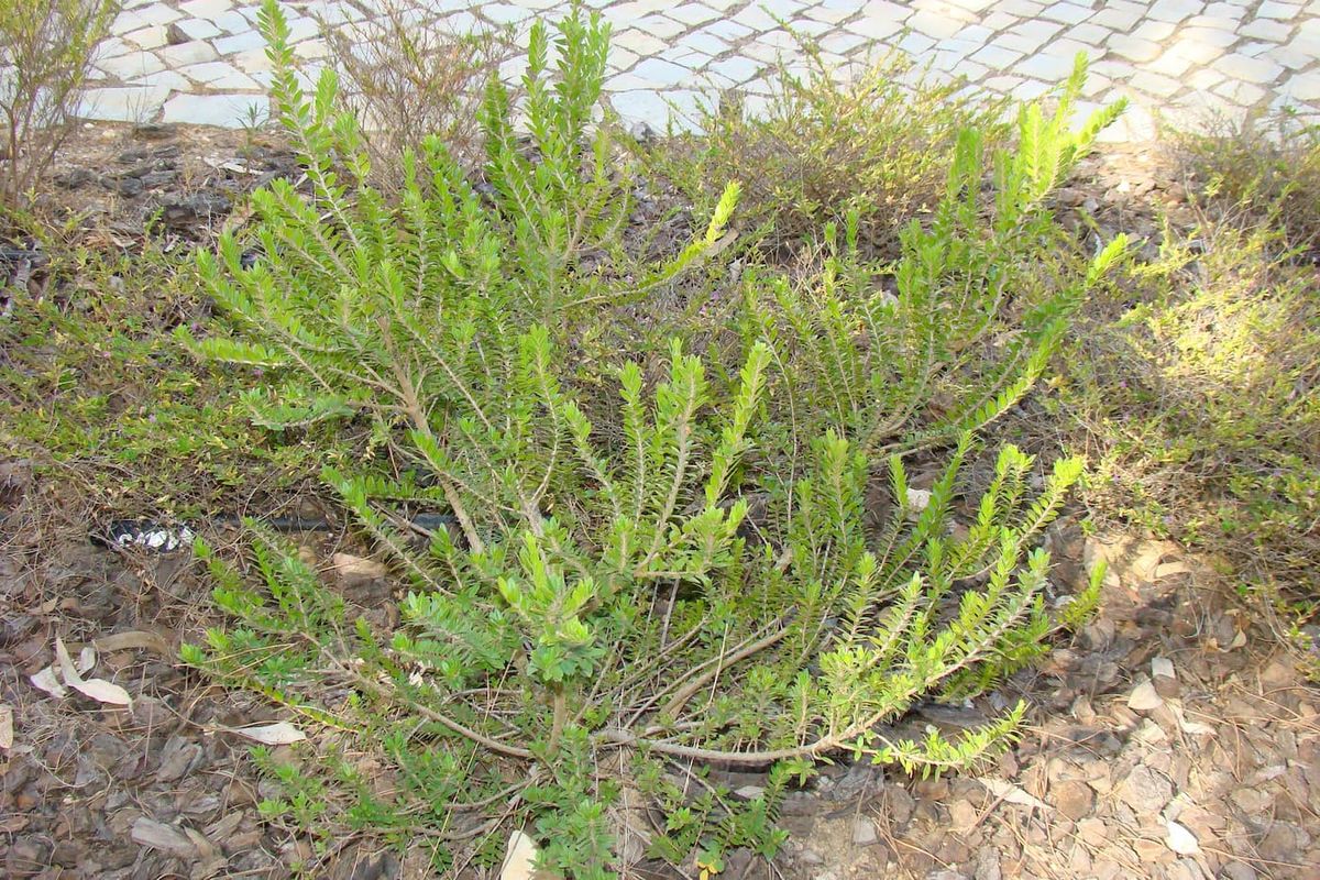 Mirto de Tarento, mirto enano - Myrtus communis Tarentina — Plantamus ...