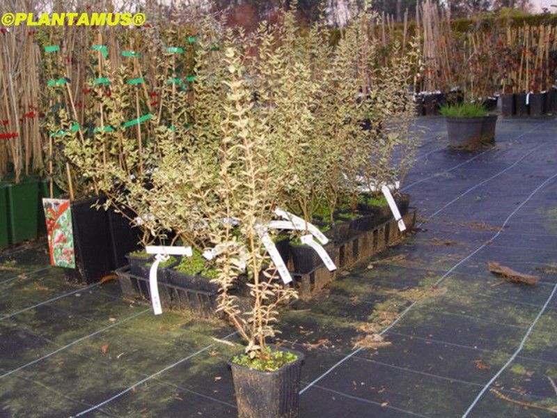 Plantas baratas de Murtilla flambeau, murta — Plantamus Vivero online
