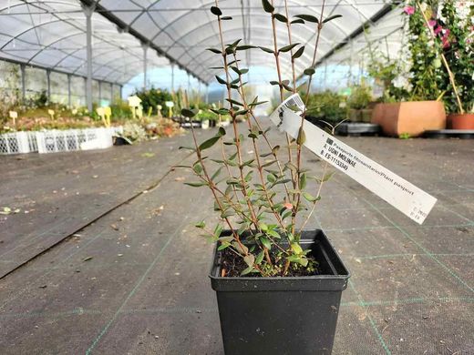 Murtilla, murta, Guayabo de Chile. Ugni molinae — Plantamus Vivero online