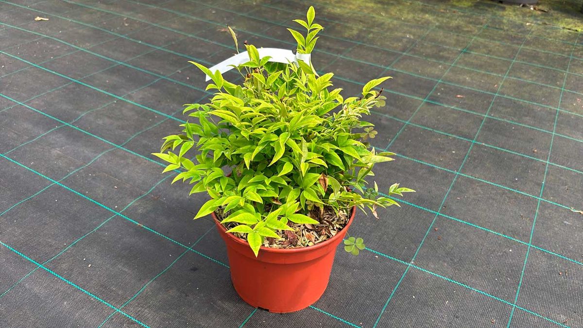 Comprar Nandina domestica Magical Lemon & Lime — Plantamus Nursery online