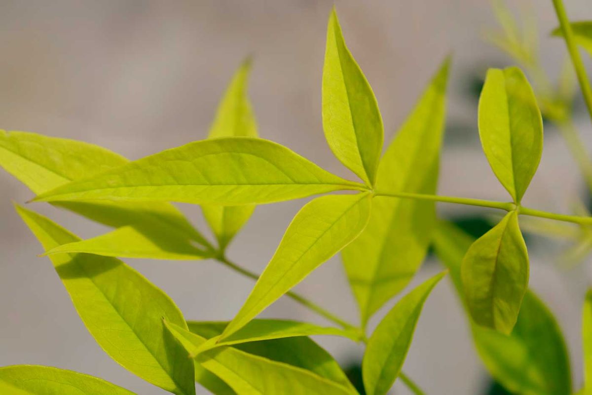 Comprar Nandina domestica Magical Lemon & Lime — Plantamus Nursery online