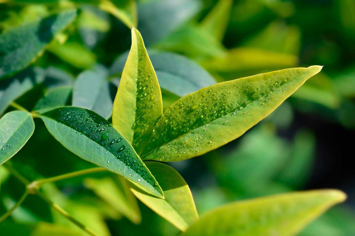 Comprar Nandina domestica Magical Lemon & Lime — Plantamus Nursery online
