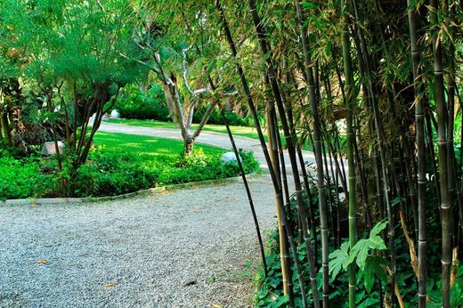Bambú dorado-bambú japonés: Comprar Phyllostachys aurea — Plantamus ...