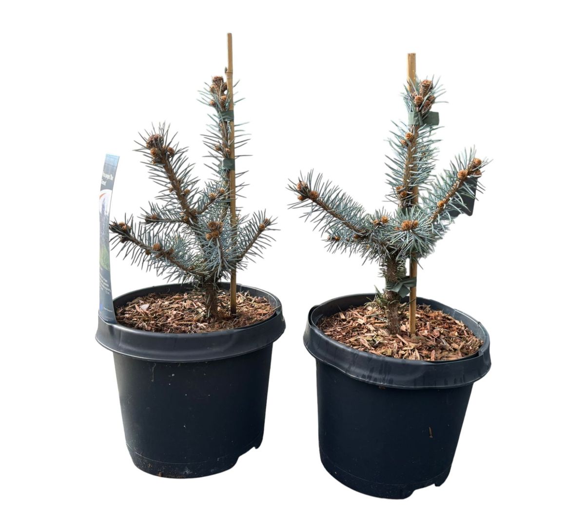 Abeto azul, Picea pungens Blue diamond — Plantamus Vivero online