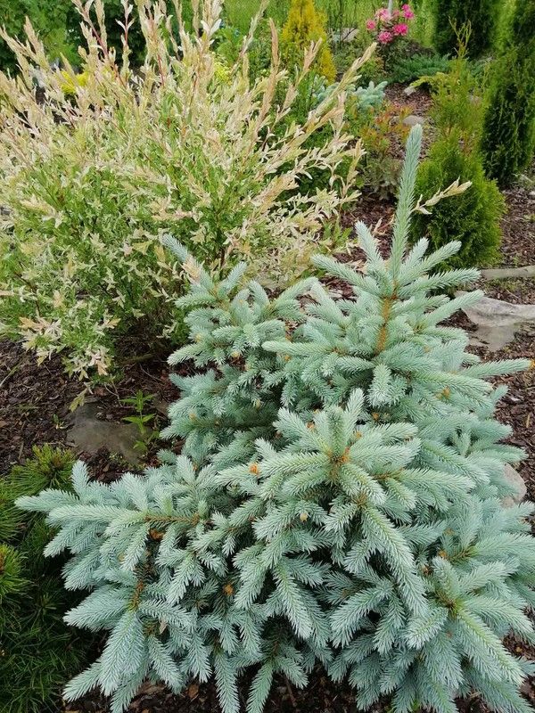 Picea pungens "Super blue " — Plantamus Nursery online