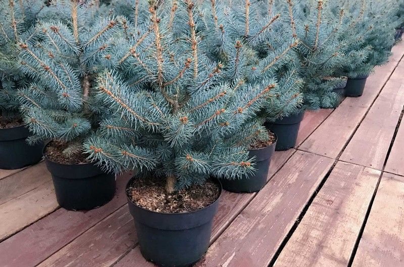 Picea pungens "Super blue" — Plantamus Vivero online
