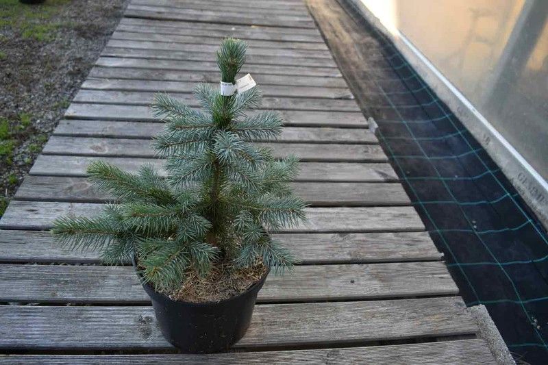 Picea pungens "Super blue " — Plantamus Nursery online