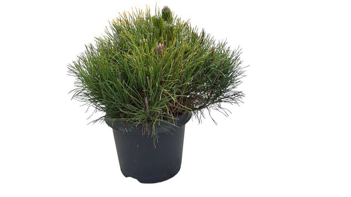 Pinus mugo mugho — Plantamus Vivero online
