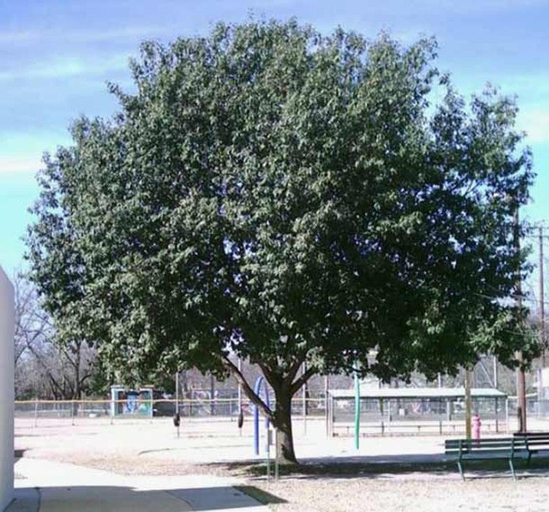 Quercus polymorpha na floresta — Plantamus Nursery online