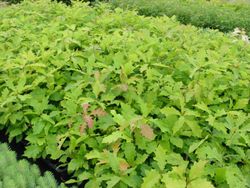 🍁Roble americano, roble rojo, Quercus rubra — Plantamus Vivero online