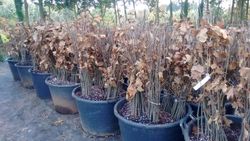 Roble americano, roble rojo, Quercus rubra a raíz desnuda — Plantamus ...