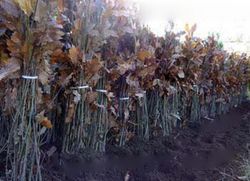 Roble americano, roble rojo, Quercus rubra a raíz desnuda — Plantamus ...
