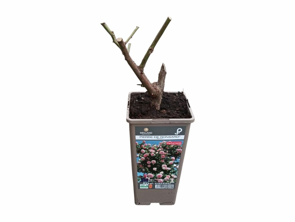 Rosa trepadeira Pierre de Ronsard — Plantamus Nursery online