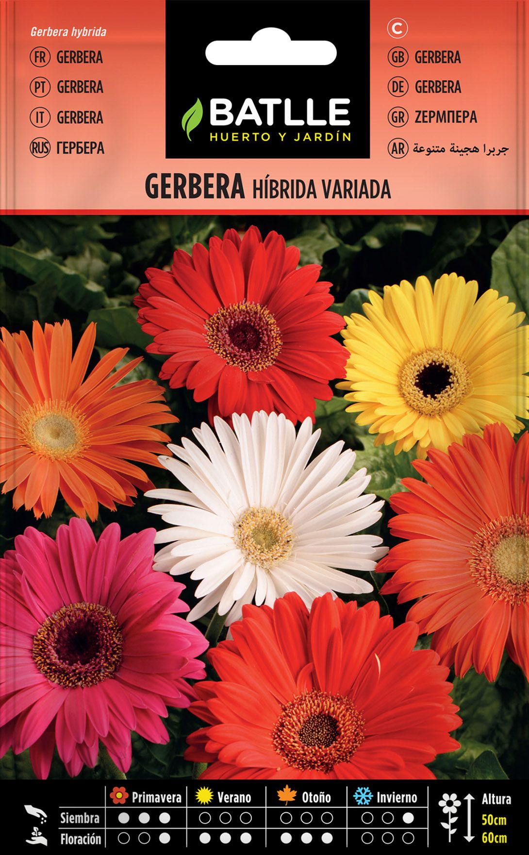 Semente de gerbera para venda. Sementes de flores baratas — Plantamus ...