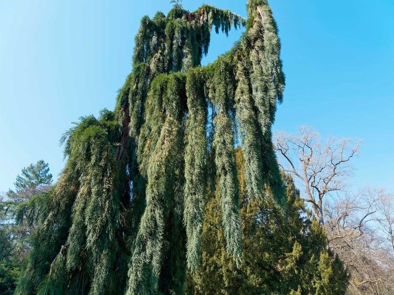 Sequoiadendron giganteum "Pendulum", séquoia pendula géant — Plantamus ...