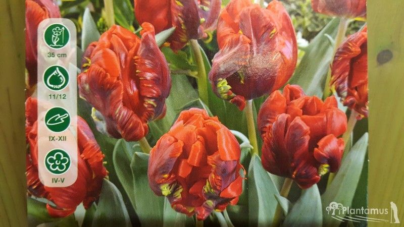 Tulipe rose fuchsia, Libretto Parrot — Plantamus Pépinière en ligne