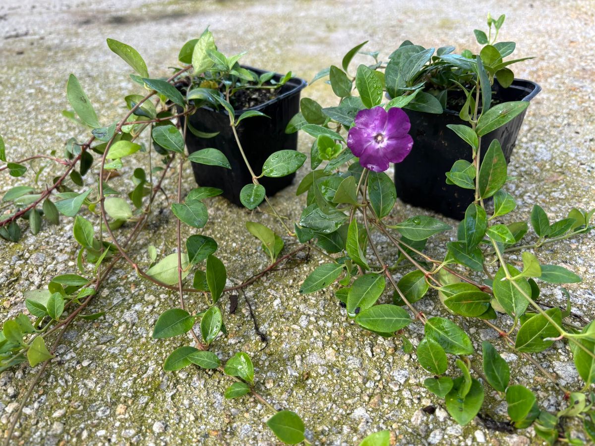 Acheter des plantes de Vinca minor Atropurpurea: Herbe de la jeune ...