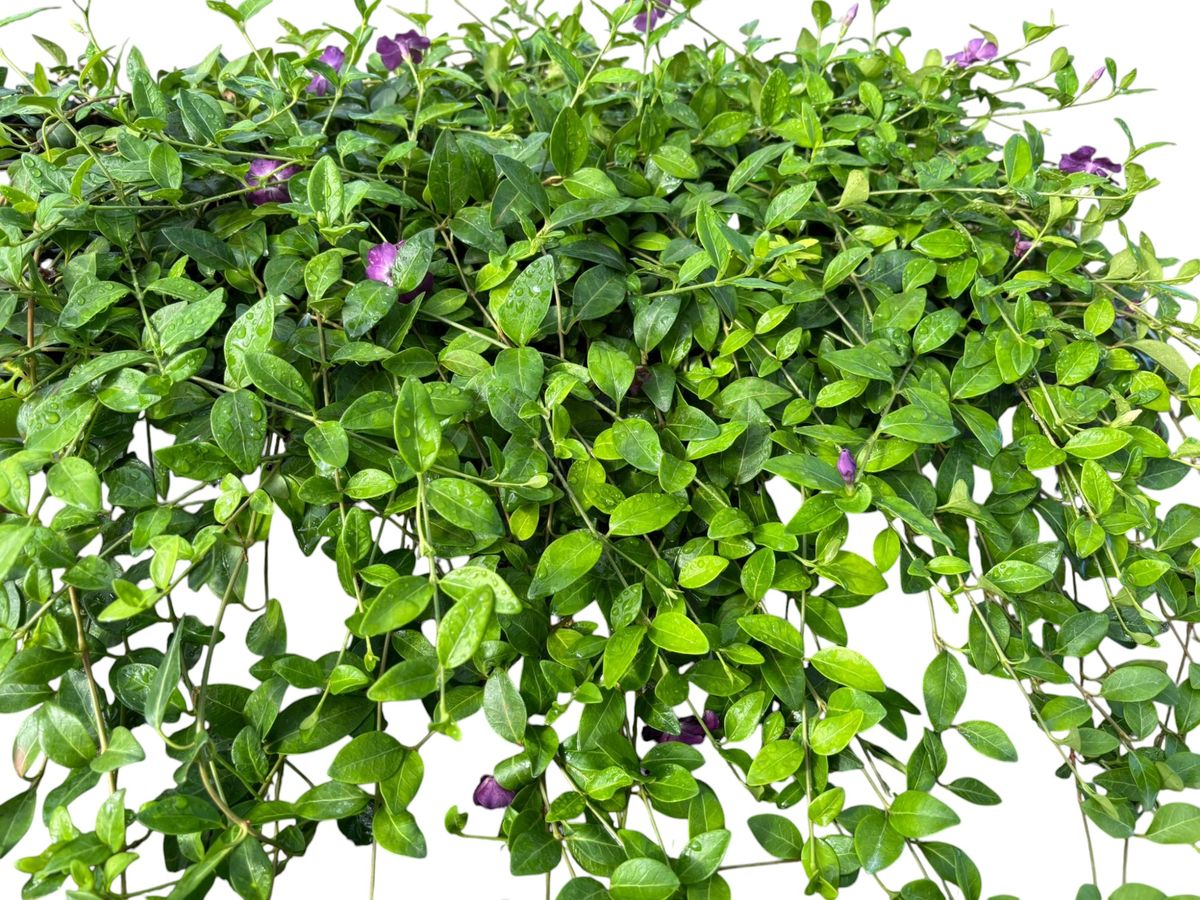 Comprar plantas Vinca minor "Atropurpurea": Erva de donzela — Plantamus ...