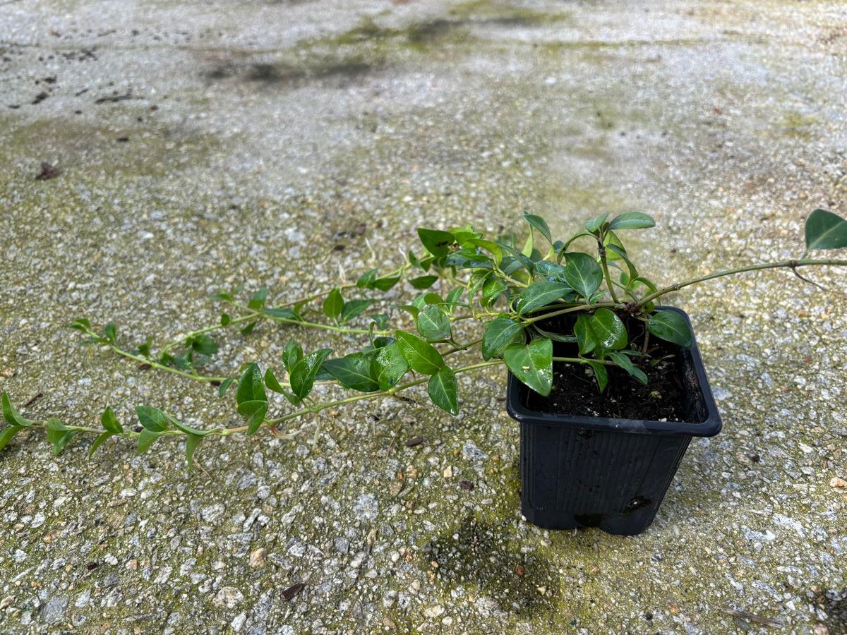 Plantas de hierba doncella flor azul - Vinca minor "La grave ...