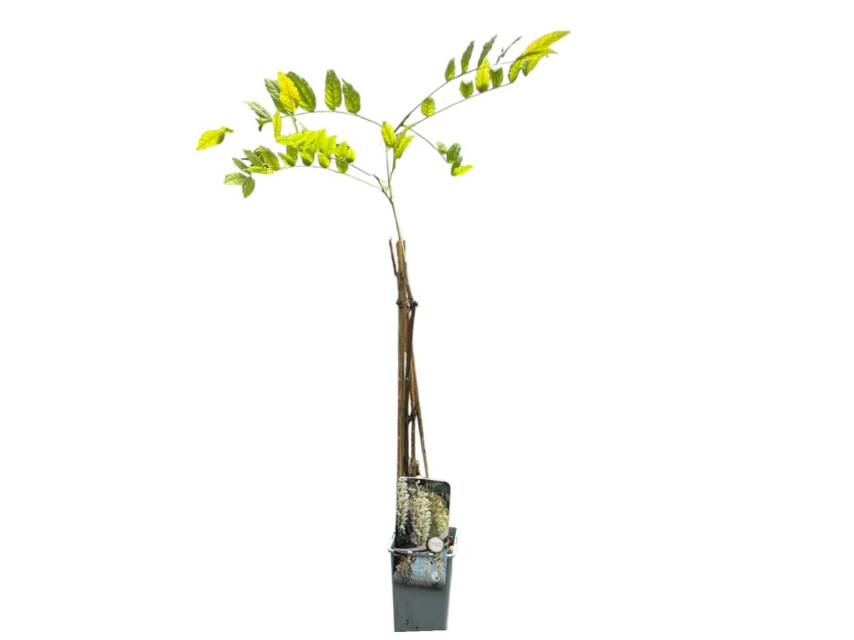 Wisteria sinensis "Alba " - glicinia blanca — Plantamus Vivero online